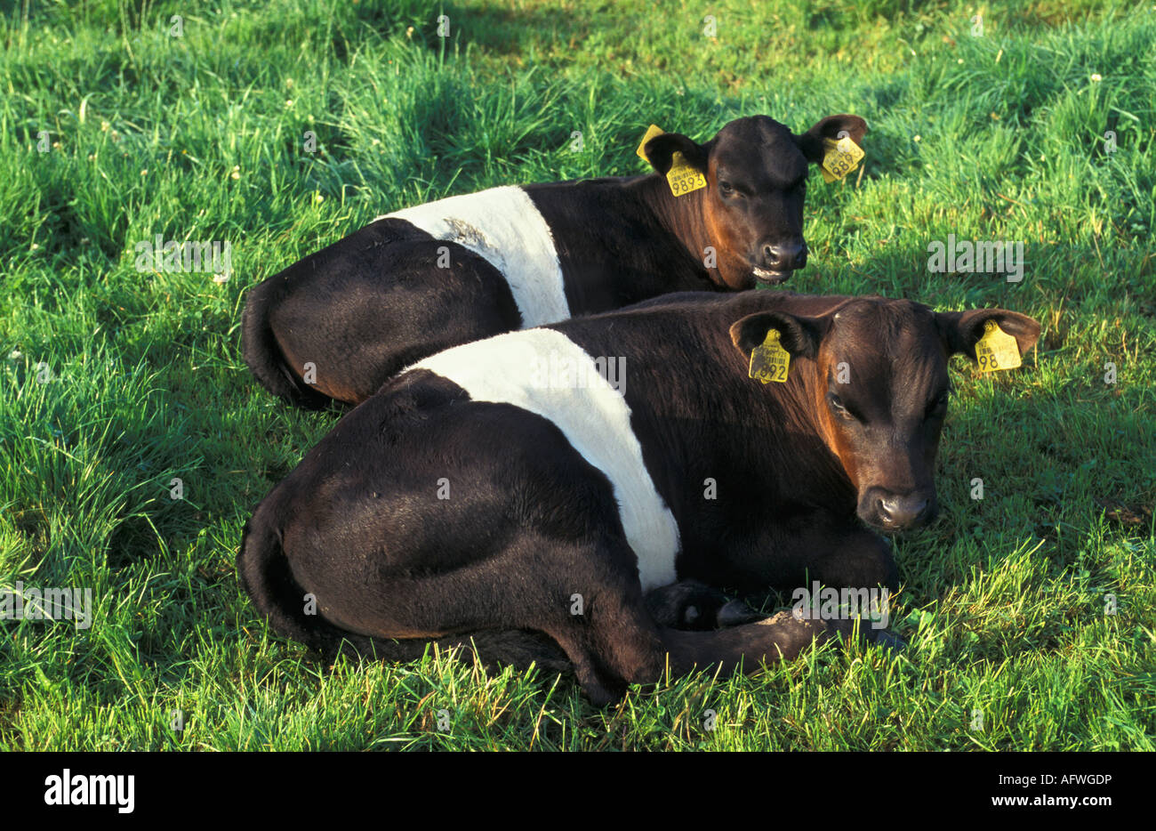 Sheeted cows hi-res stock photography and images - Alamy
