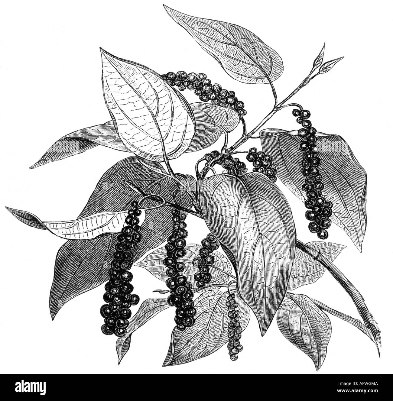 botany, pepper (Piper nigrum), stipe with peppercorns, engraving, 19th ...