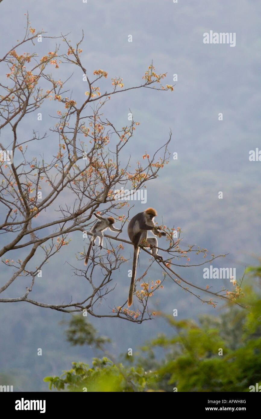 Udzungwa red colobus also known as Iringa red colobus Procolobus ...