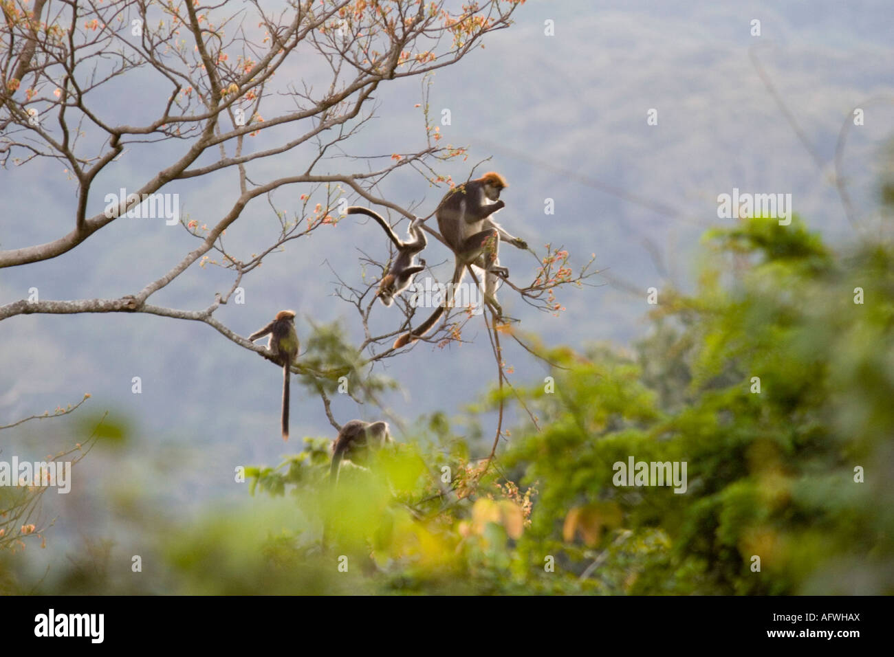Udzungwa red colobus also known as Iringa red colobus Procolobus ...