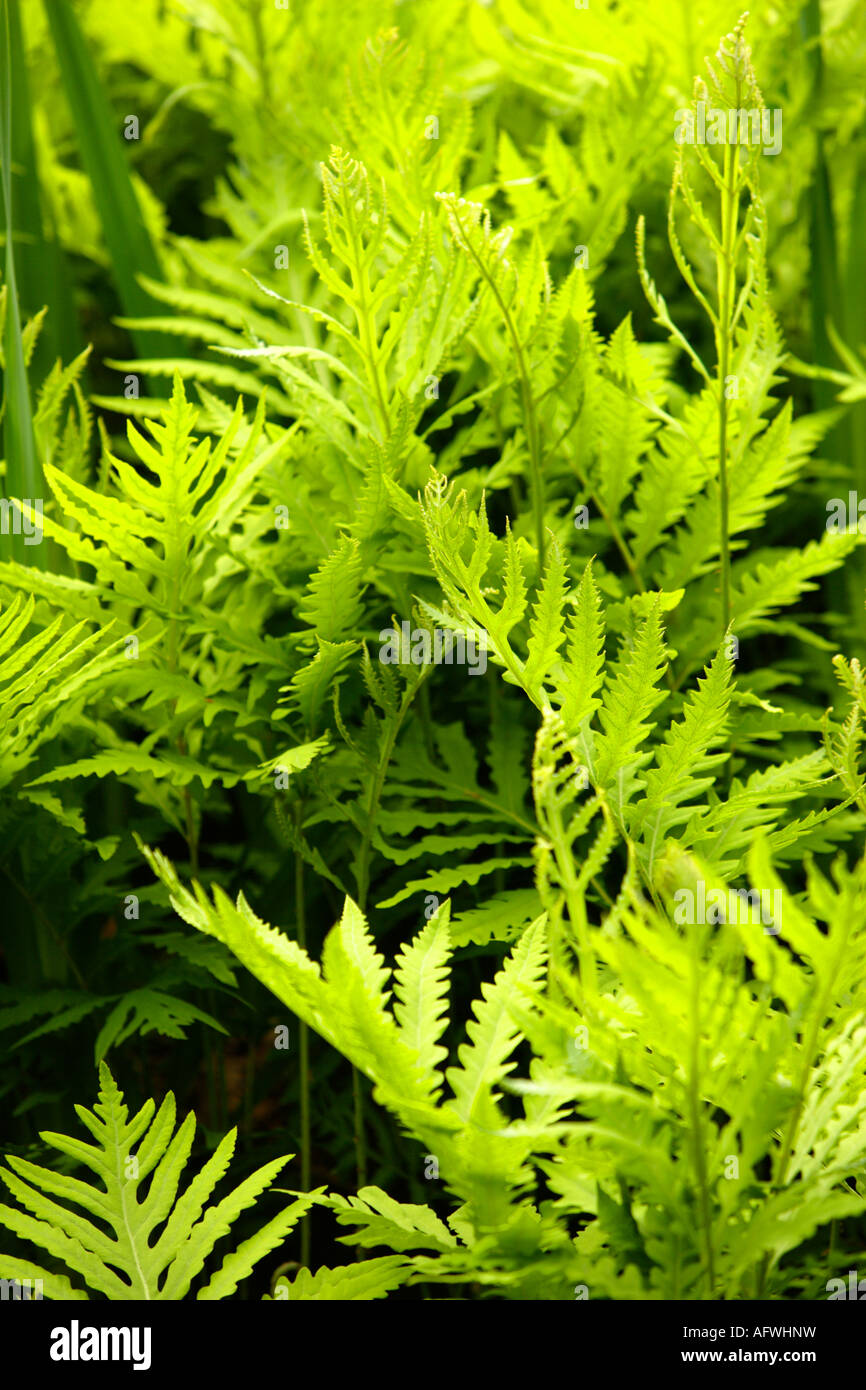 Fern Foliage, Fairhaven Woodland and Water Garden, Norfolk, UK Stock ...