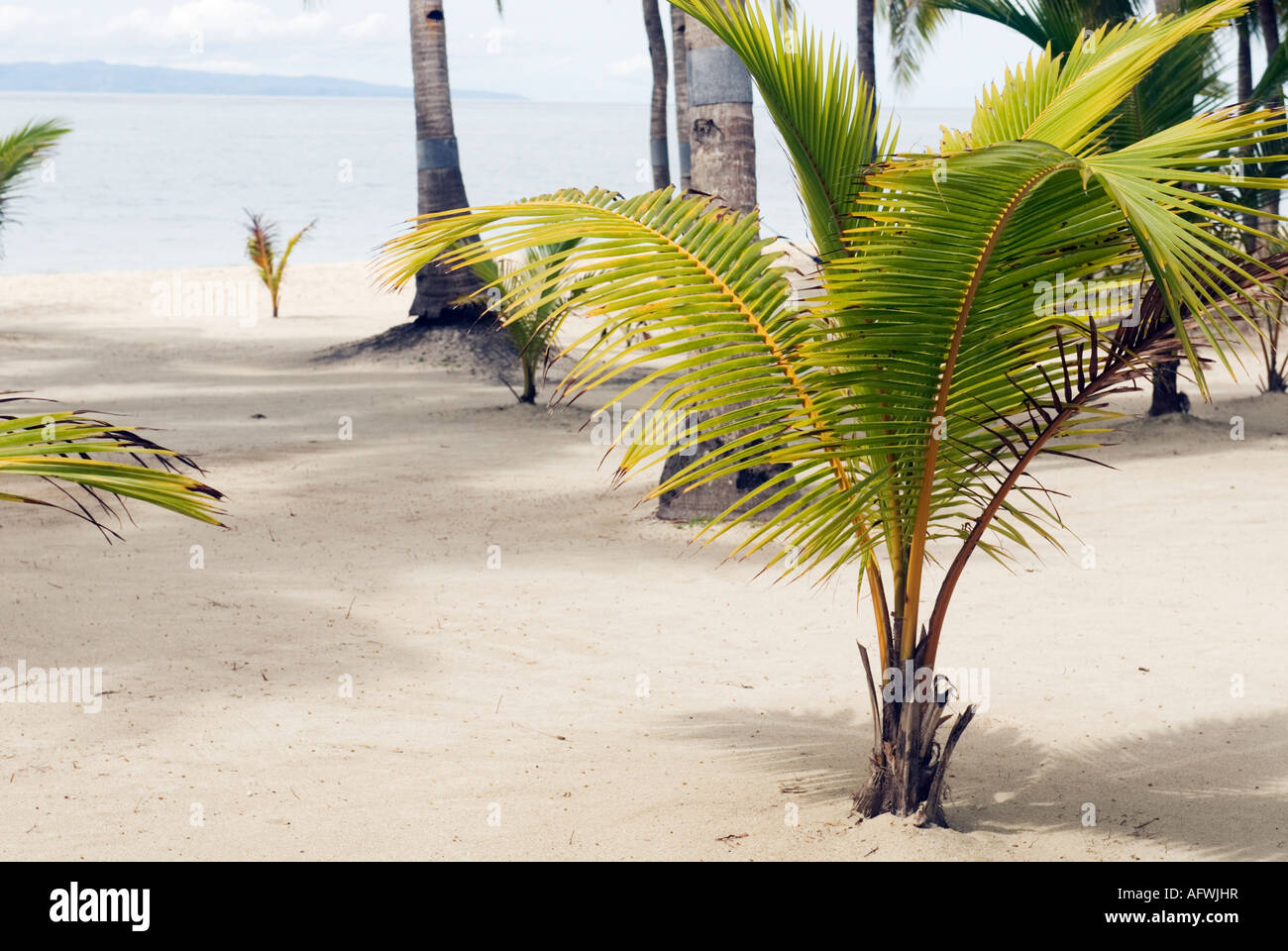 Nipah palm tree hi-res stock photography and images - Alamy