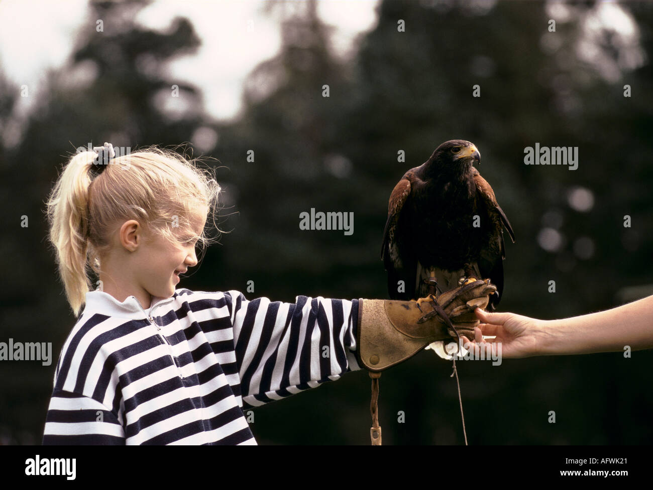 Falconry school scotland child holding falcon uk adult reportage hi-res ...
