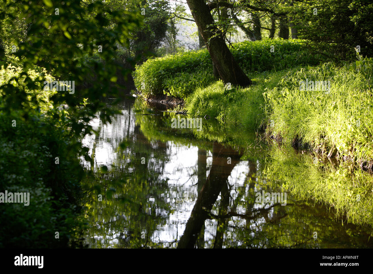 River Tas Tasburgh Norfolk Countryside UK Stock Photo - Alamy