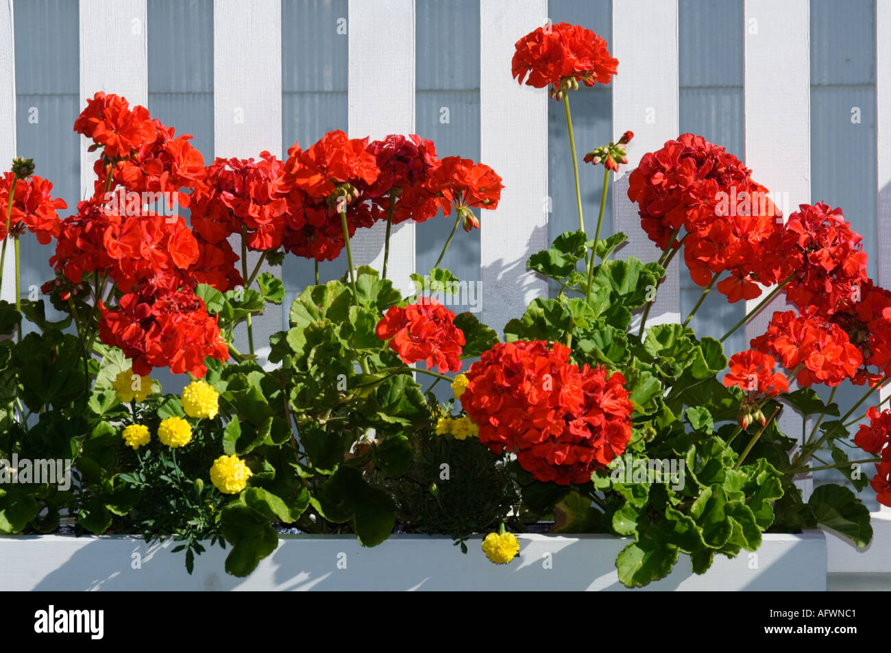 Garden picket fence flowers hi-res stock photography and images - Alamy