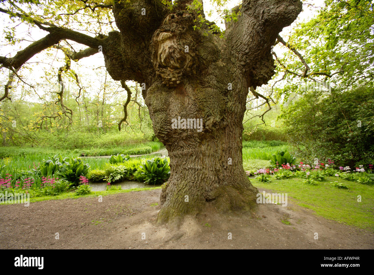 Ancient Oak, Fairhaven Woodland and Water Garden, Norfolk, UK Stock ...