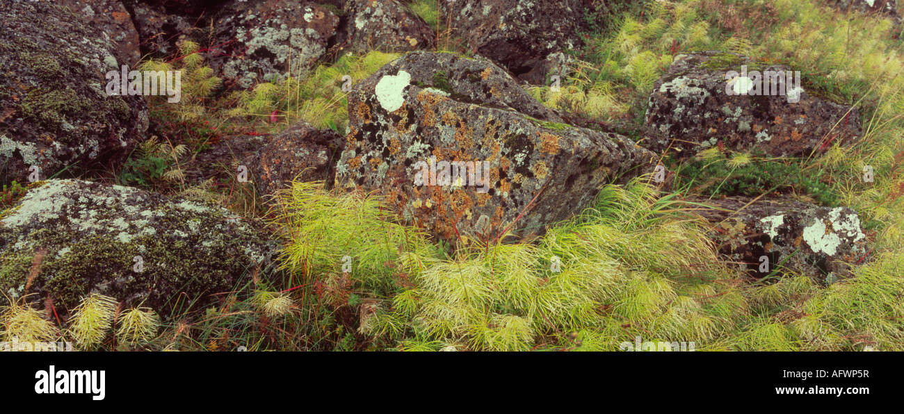 Lichen covered boulders Þingvellir Iceland Stock Photo - Alamy