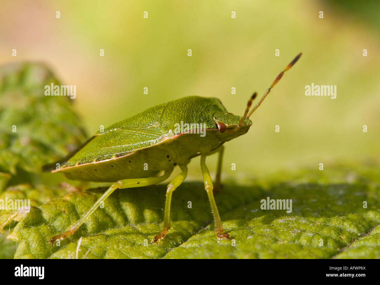 Green Shield Bug Stock Photo - Alamy