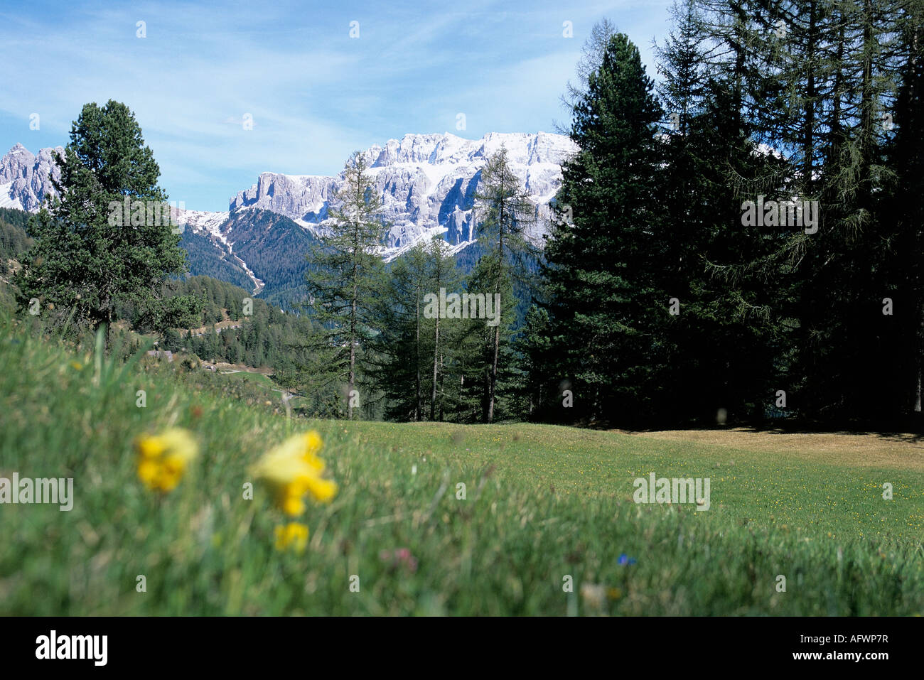 Almwiese mit baum hi-res stock photography and images - Alamy