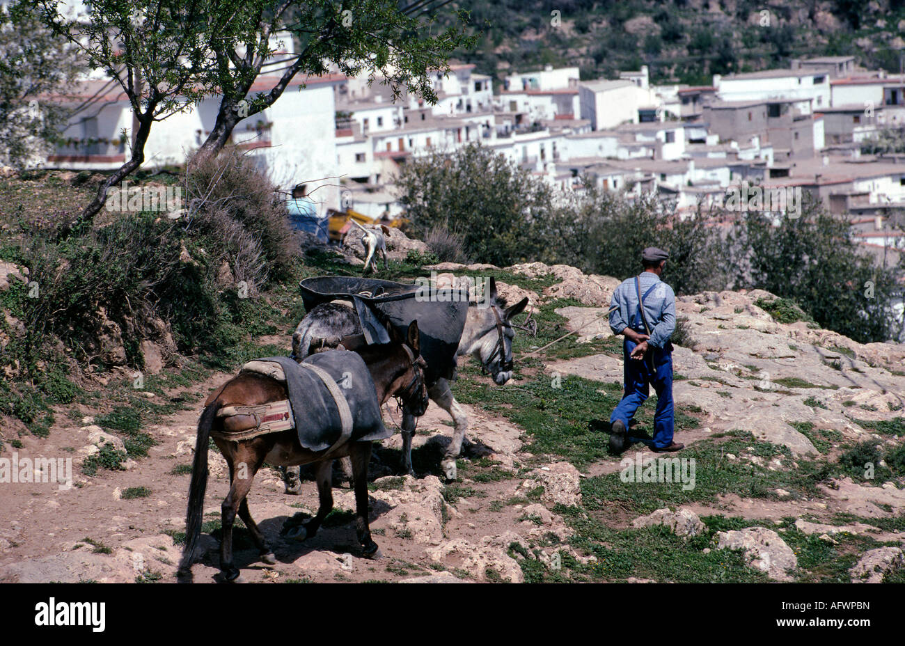 Spanish farmer with his mules hi-res stock photography and images - Alamy