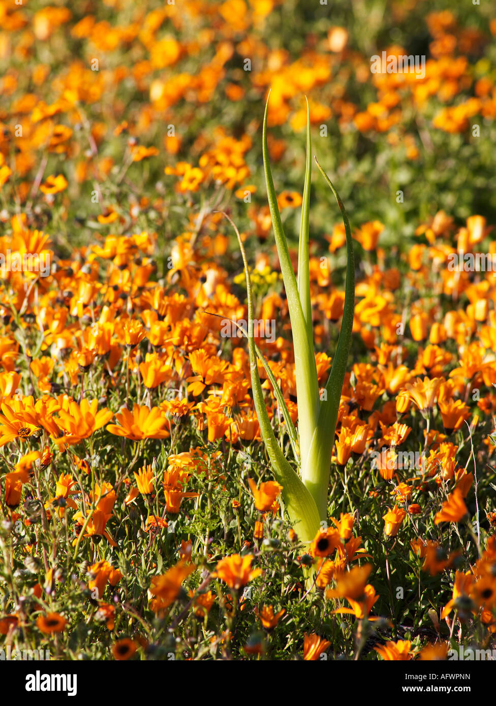 Namaqua wildflowers hi-res stock photography and images - Alamy