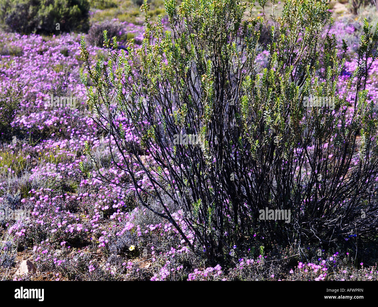 Namaqua wildflowers hi-res stock photography and images - Alamy