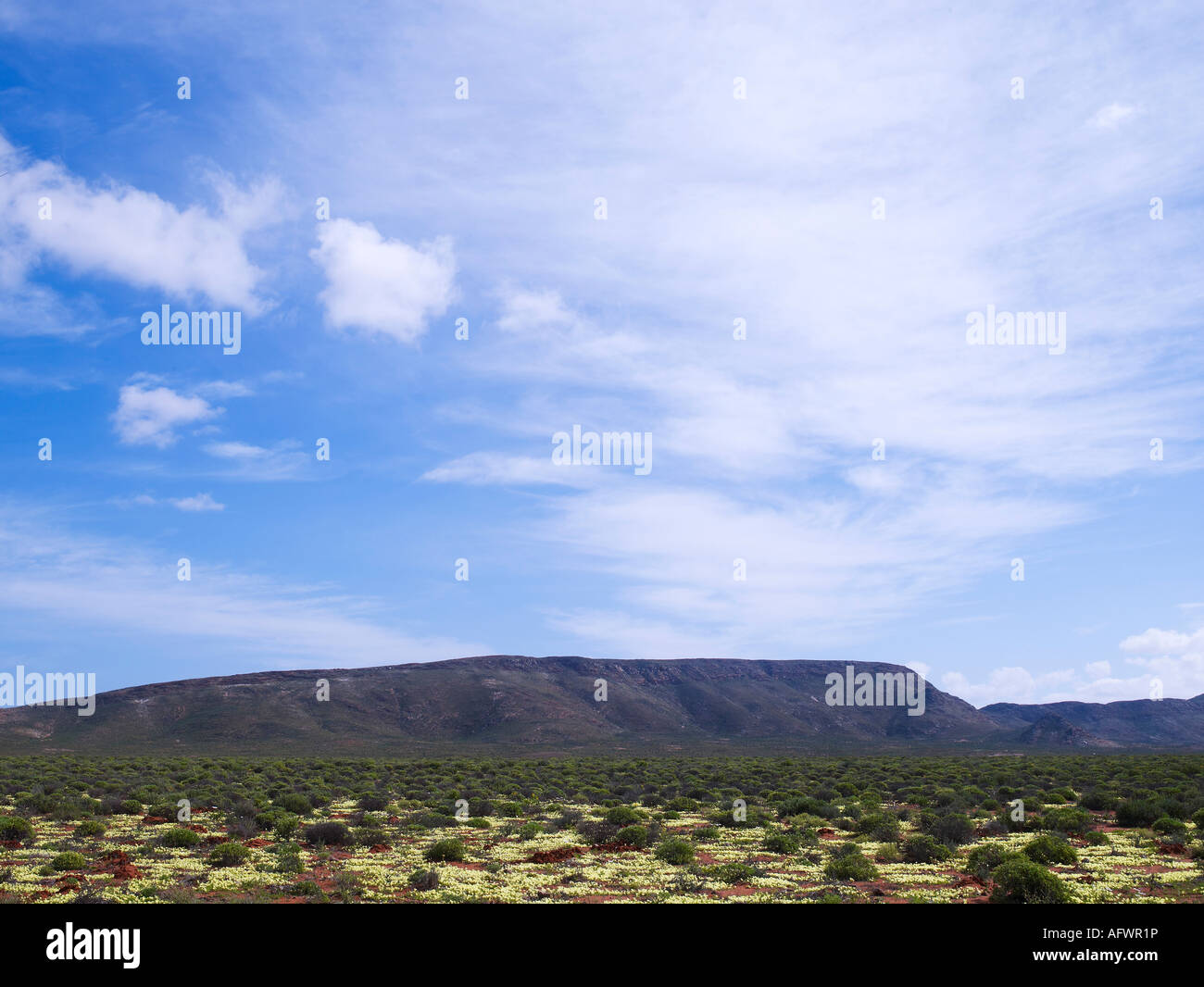 Namaqualand flowers clouds hi-res stock photography and images - Alamy