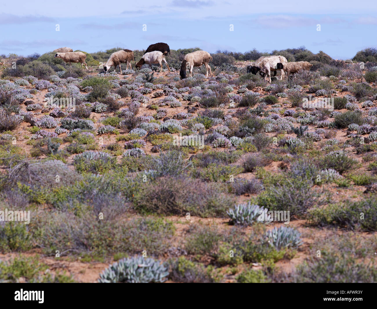 herd of sheep on the grazing land of Namaqualand South Africa Stock ...