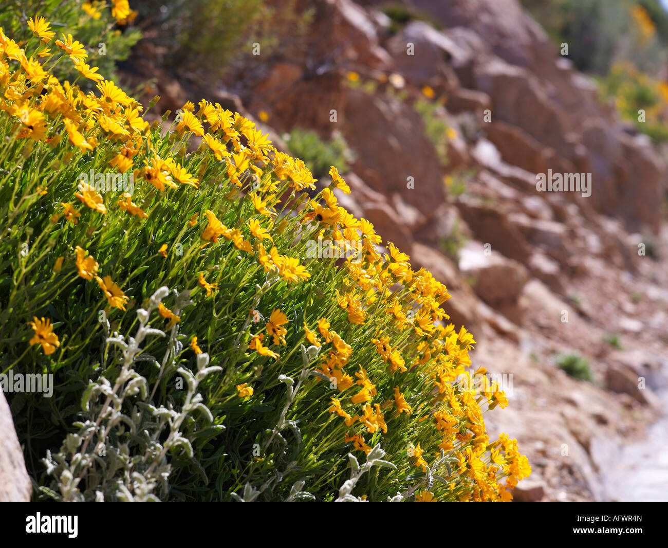 Wildflowers in Namaqualand South Africa Stock Photo - Alamy
