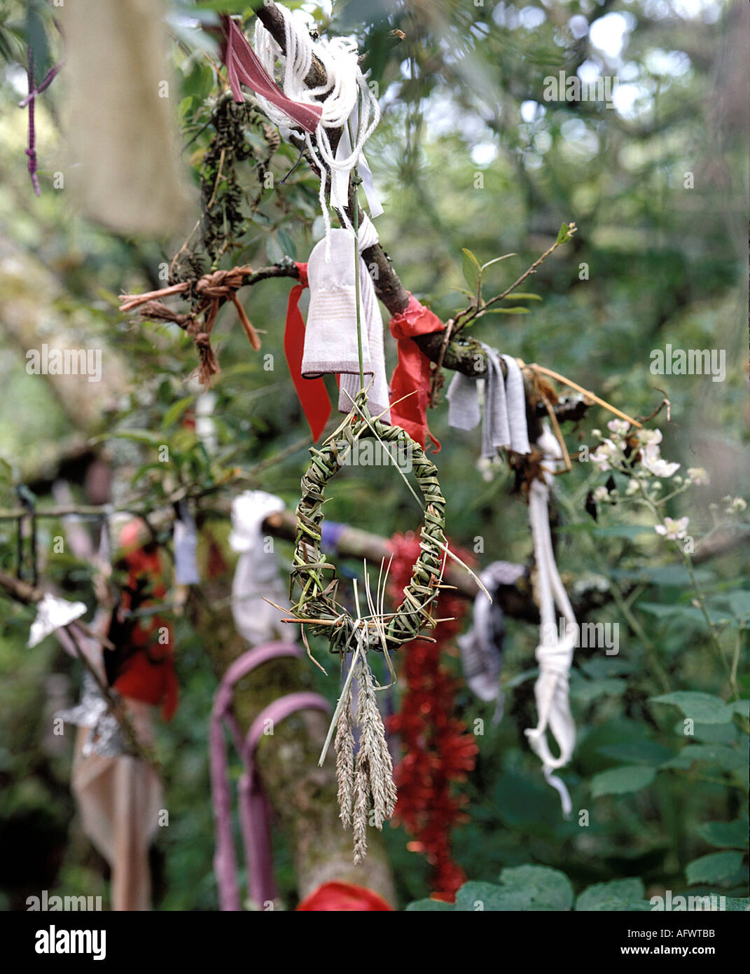 Madron Holy Well Madron Cornwall. Votive offerings hang from the ...