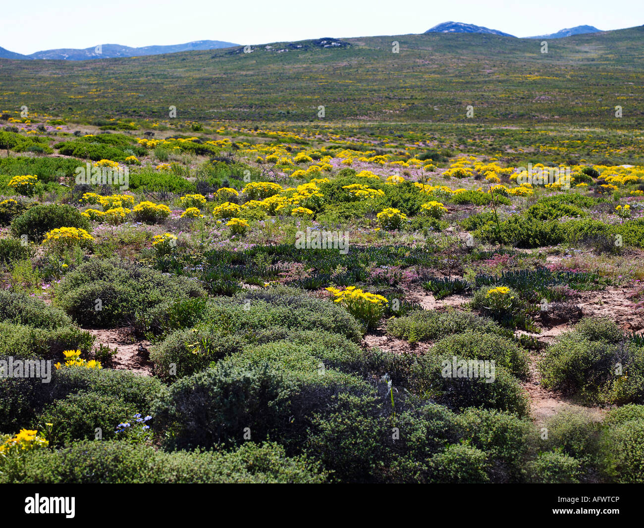 Wildflowers in Namaqualand South Africa Stock Photo - Alamy
