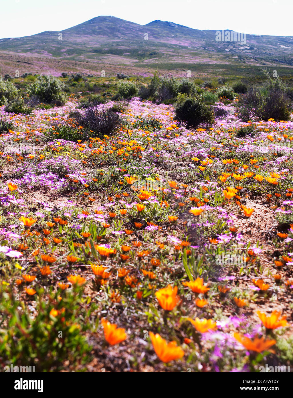 Wildflowers in Namaqualand South Africa Stock Photo - Alamy