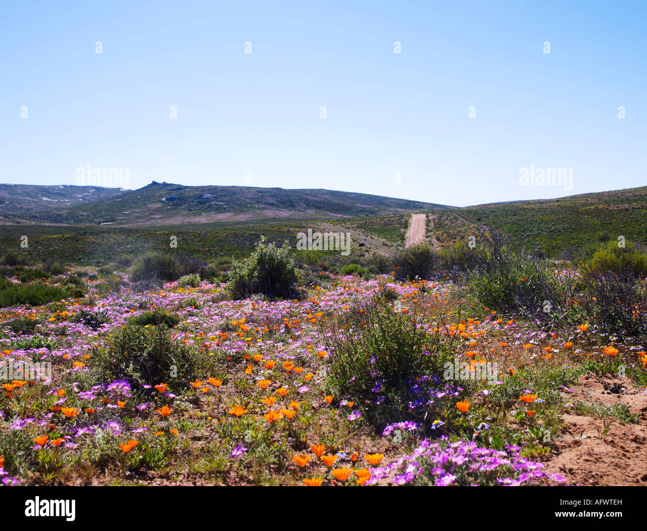 Wildflowers in Namaqualand South Africa Stock Photo - Alamy