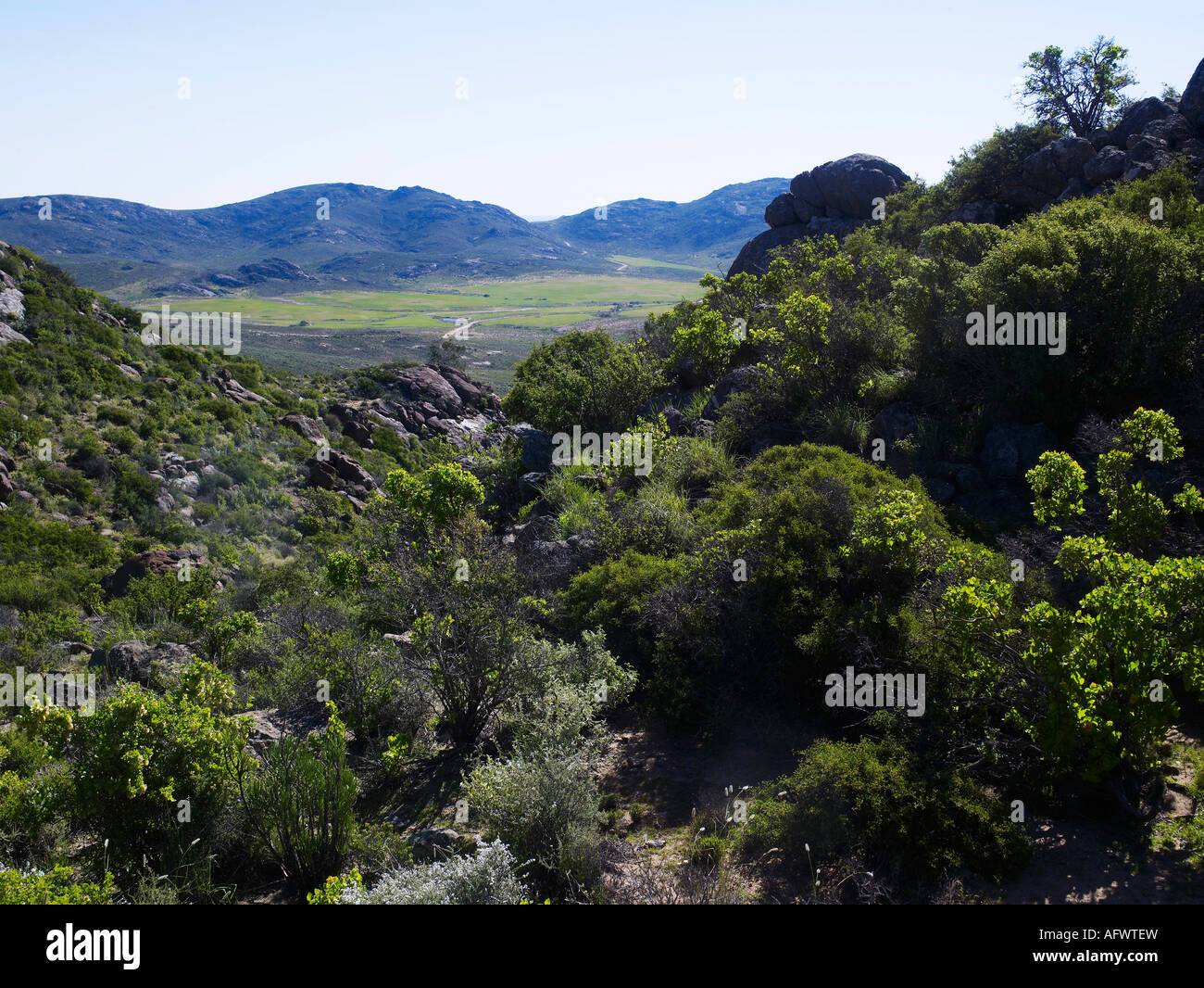 Wildflowers in Namaqualand South Africa Stock Photo - Alamy