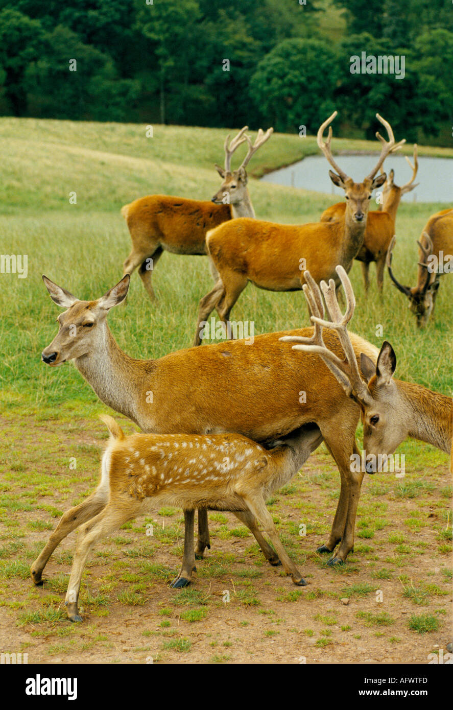 Furzeland Deer breeding bloodline Stoodleigh Devon England circa 1995 ...