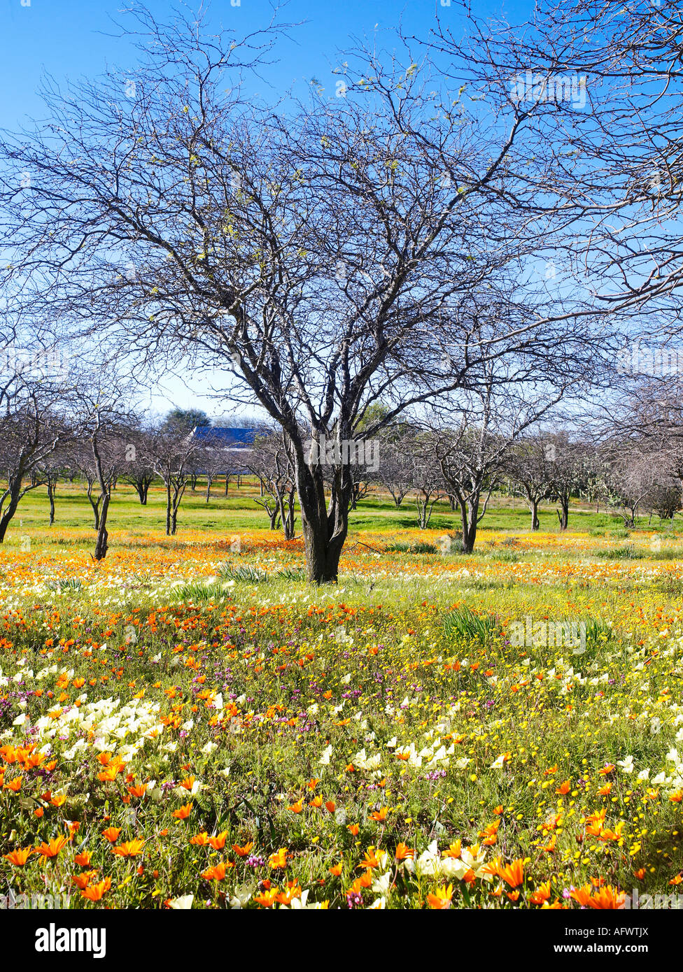 Wildflowers in Namaqualand South Africa Stock Photo - Alamy