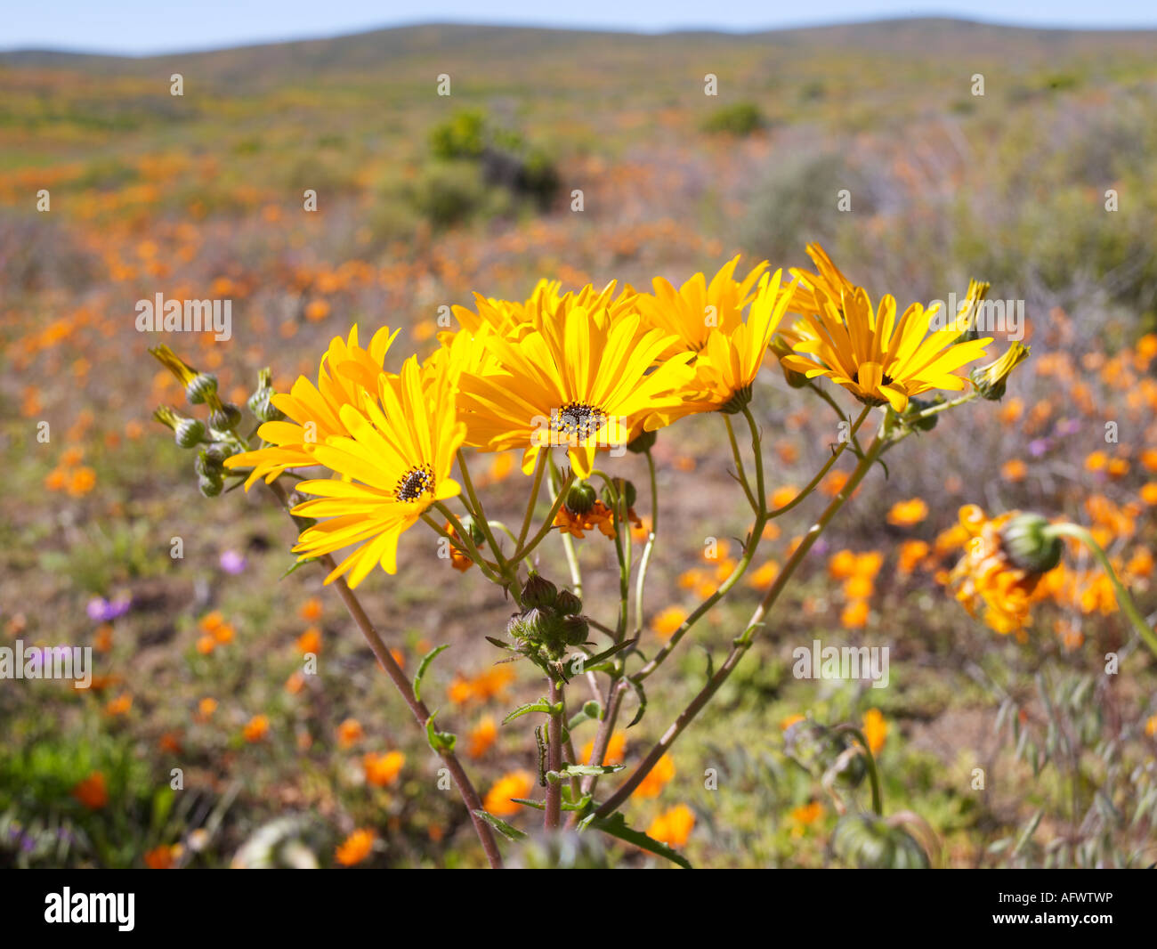 Wildflowers in Namaqualand South Africa Stock Photo - Alamy