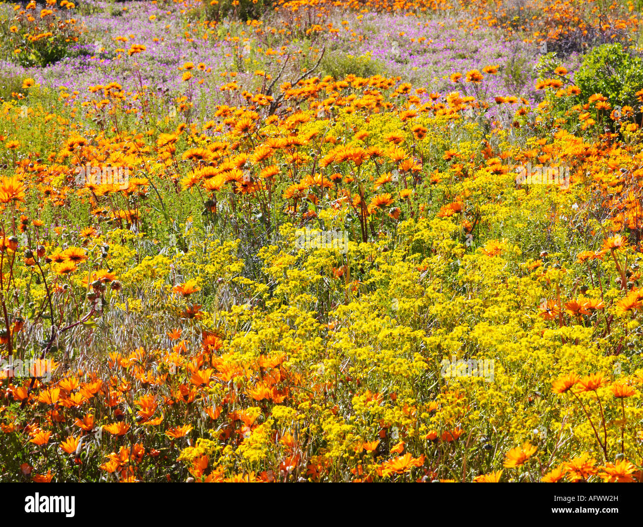 Wildflowers in Namaqualand South Africa Stock Photo - Alamy