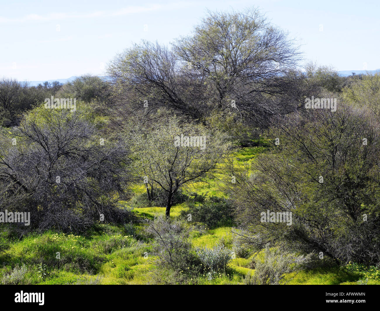 Wildflowers in Namaqualand South Africa Stock Photo - Alamy