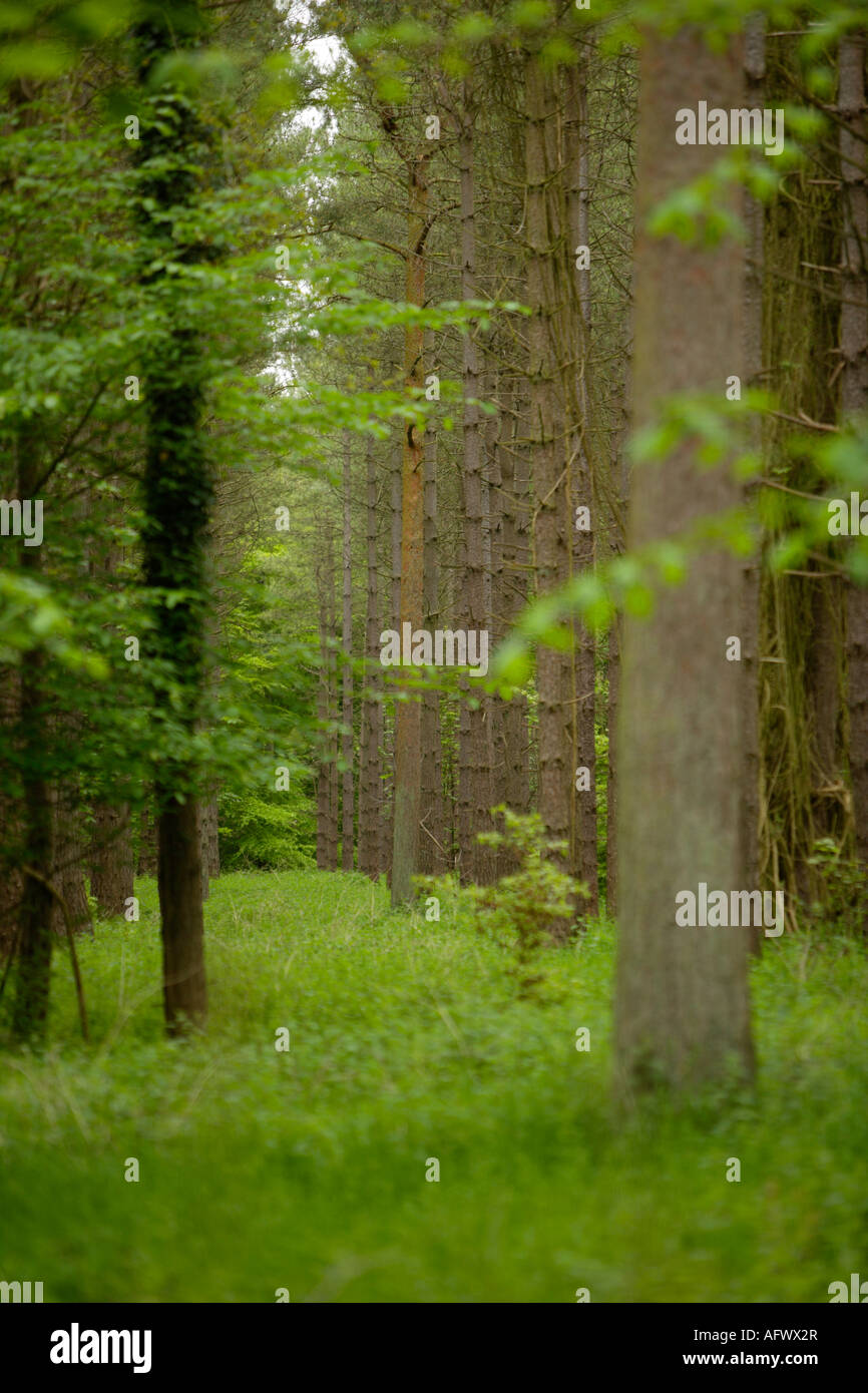 Narrow pine tree trunks hi-res stock photography and images - Alamy