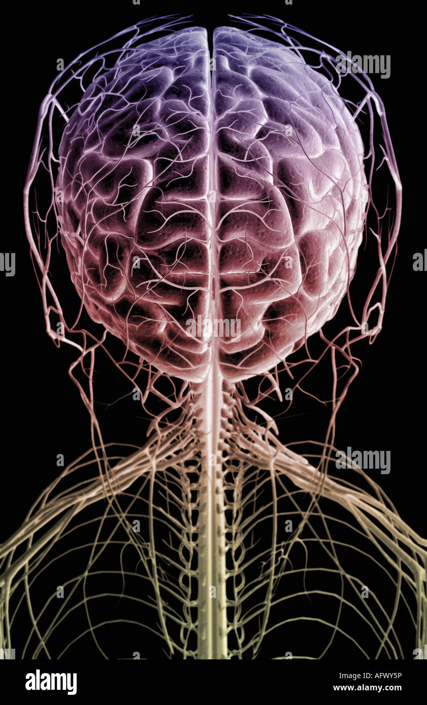 The brain and nerves of the head and neck Stock Photo - Alamy