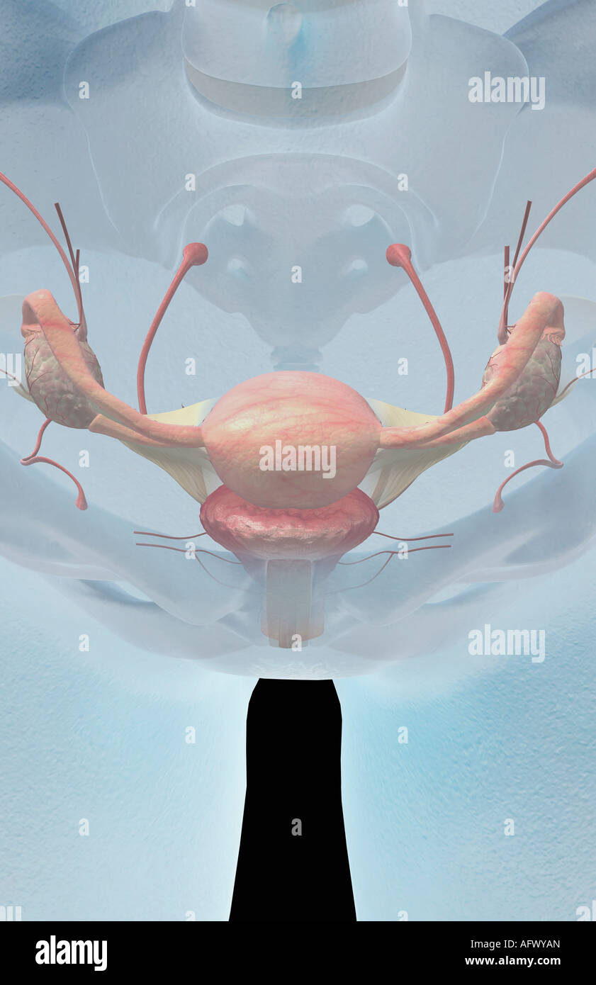 Uterosacral ligament hi-res stock photography and images - Alamy