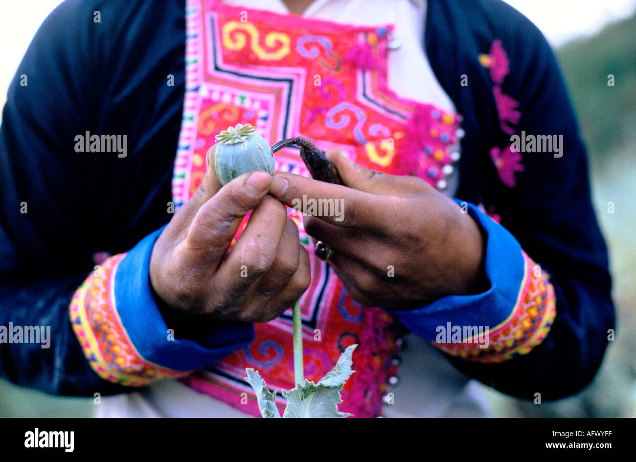 Scoring poppy in Hmong tribal people, Meo Village. Farmer poppy ...