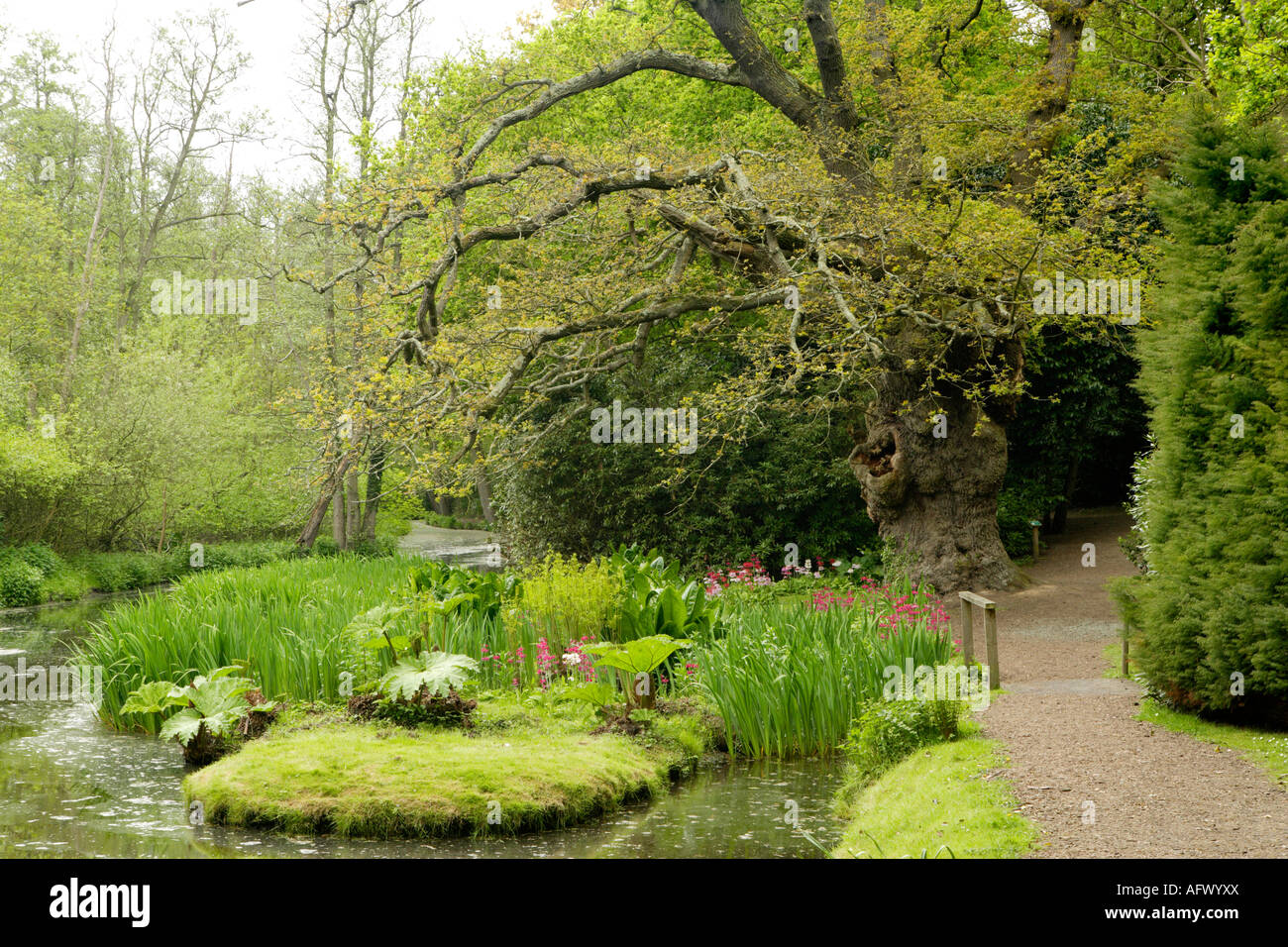 Waterway plants hi-res stock photography and images - Alamy