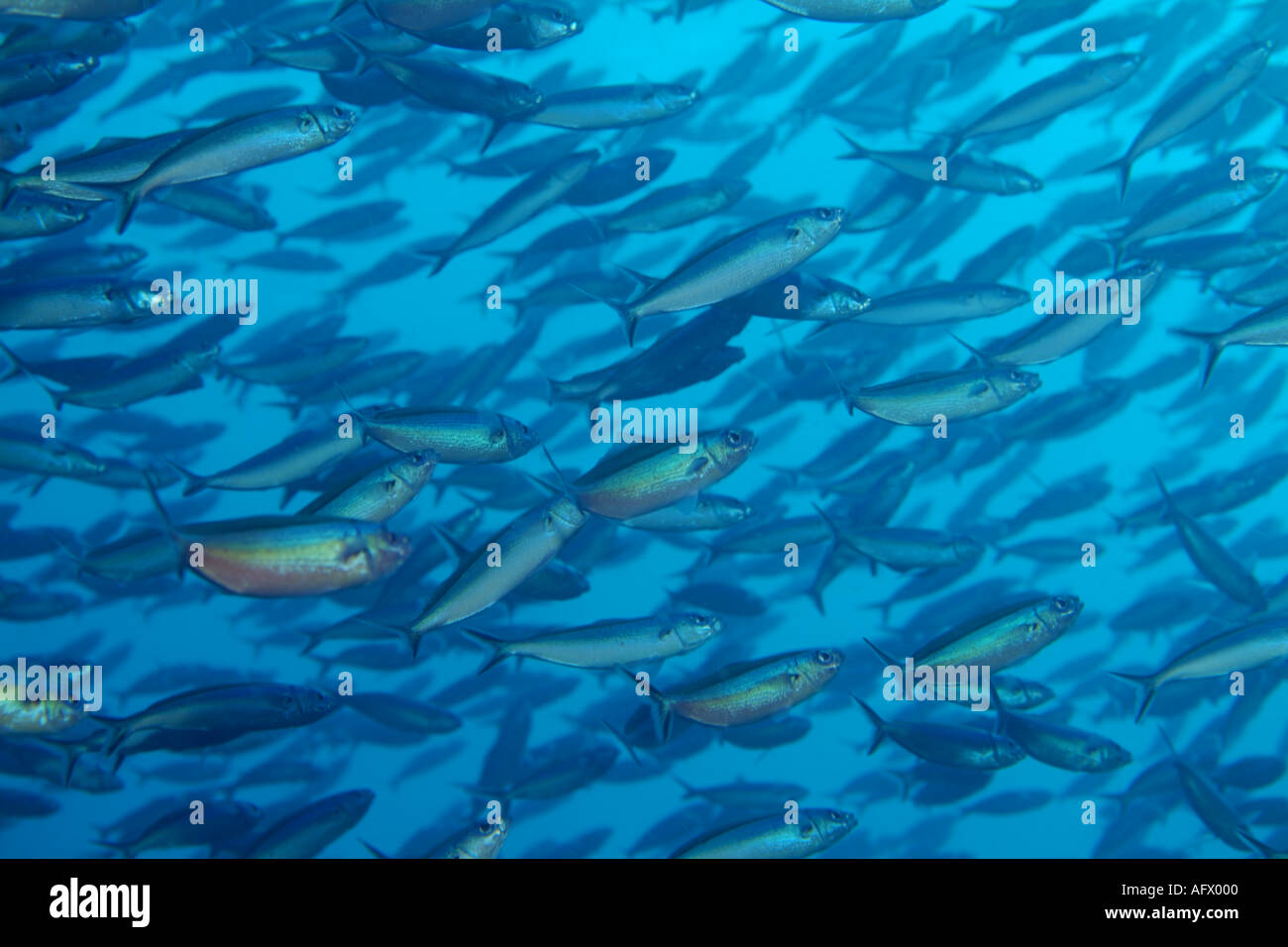 Maldives ari atoll kudarah thila school of wrasse fishes halichoeres ...