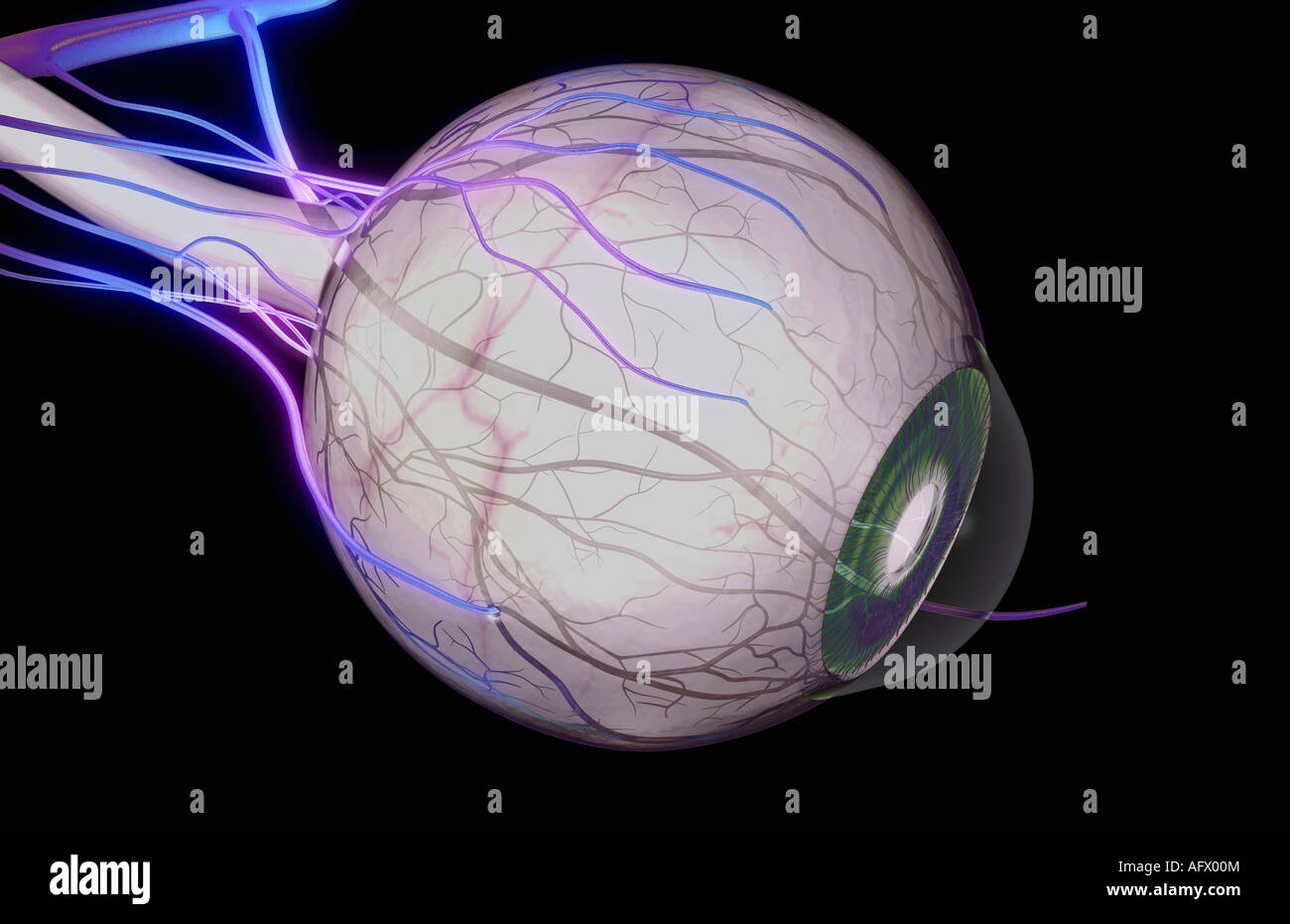 Ophthalmic Artery High Resolution Stock Photography and Images - Alamy