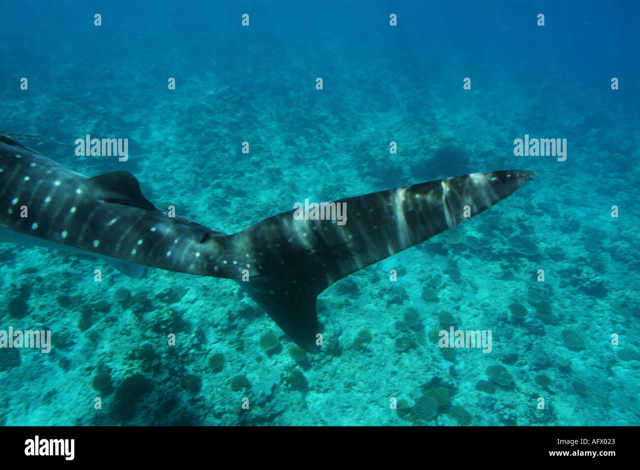 Caudal tail fin whale shark hi-res stock photography and images - Alamy