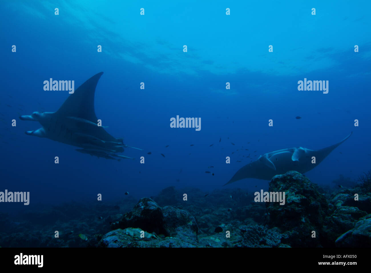 Giant manta ray eye hi-res stock photography and images - Alamy