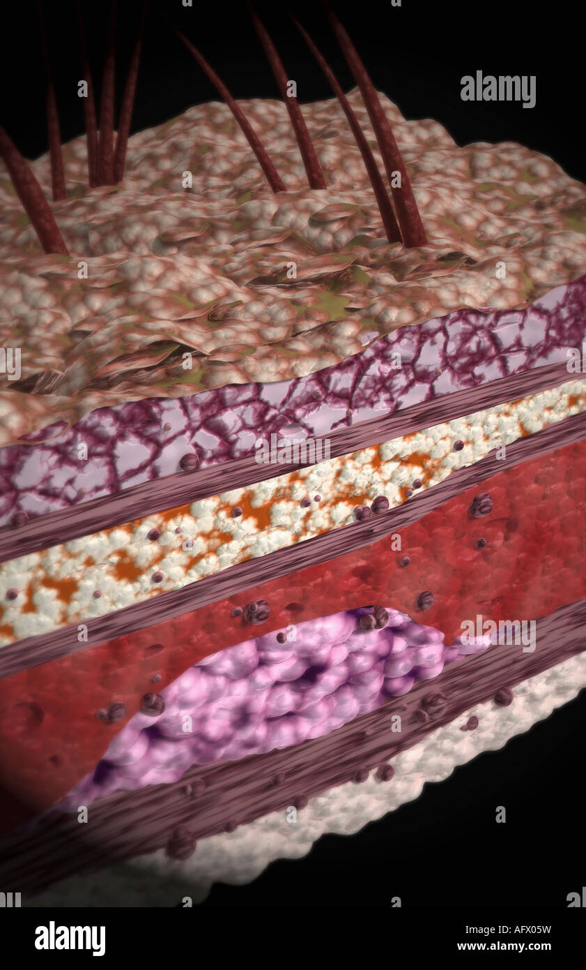 Skin Layers High Resolution Stock Photography and Images - Alamy