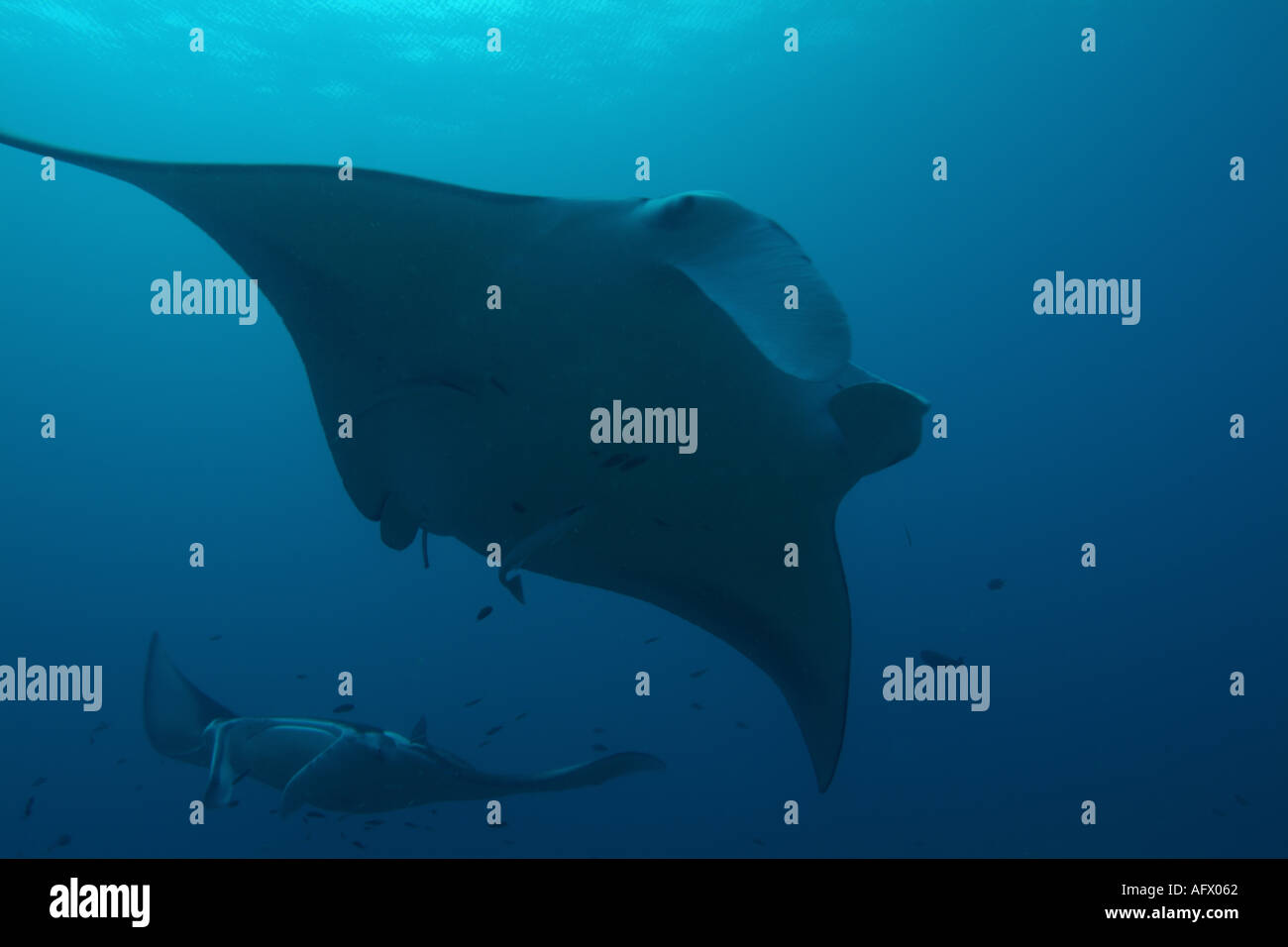 Maldives north male atoll lankan two giant manta ray manta birostris ...