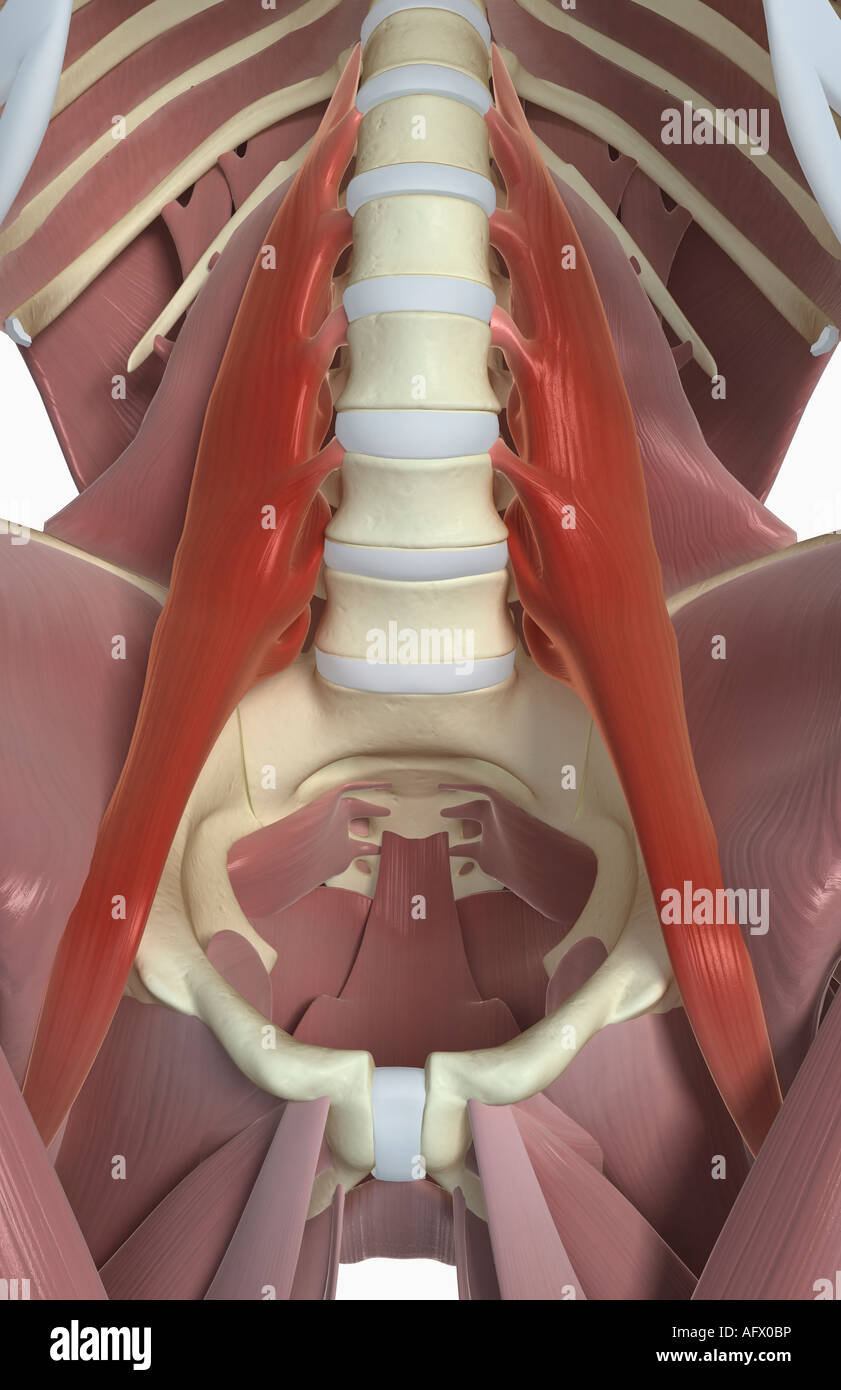Psoas major hi-res stock photography and images - Alamy