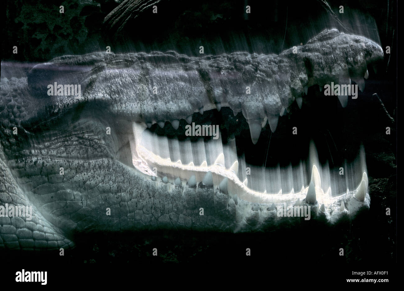 The Laughing Crocodile Crocodile Estuarine Salt water Crocodile ...