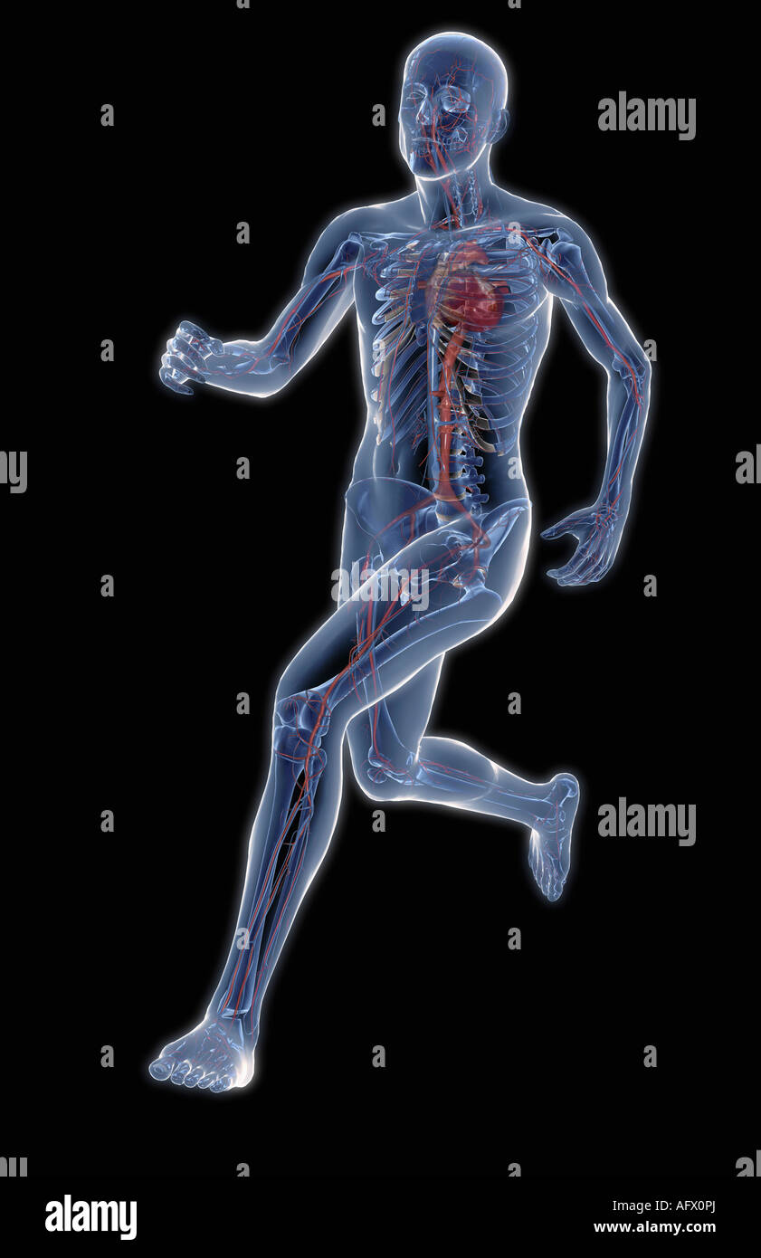 The vascular system Stock Photo - Alamy