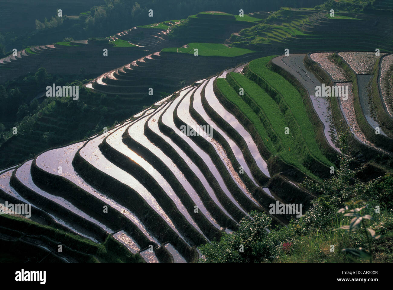 terraced fields Longsheng Guangxi China Stock Photo - Alamy