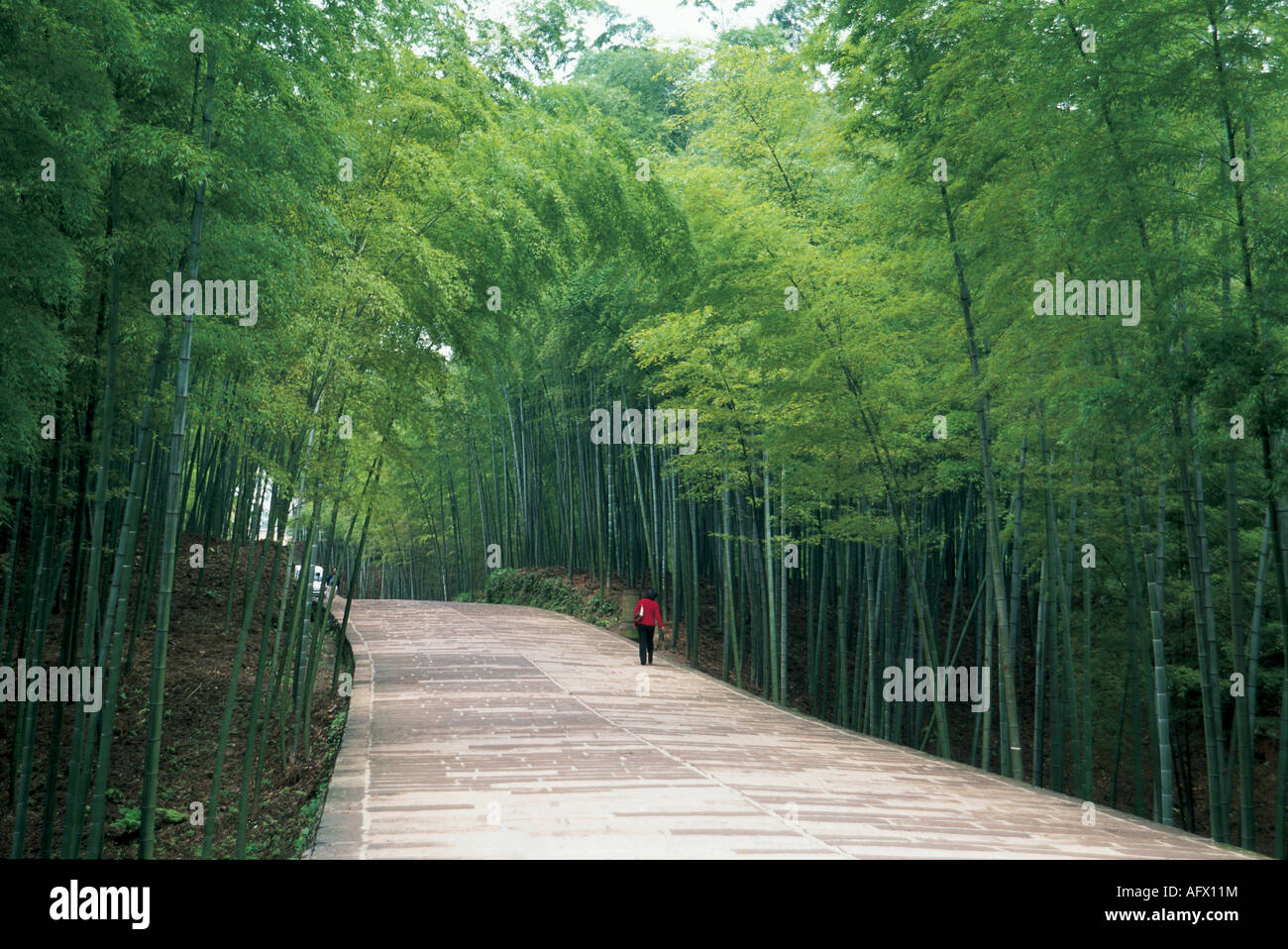 Pathway in Bamboo Forest Stock Photo - Alamy