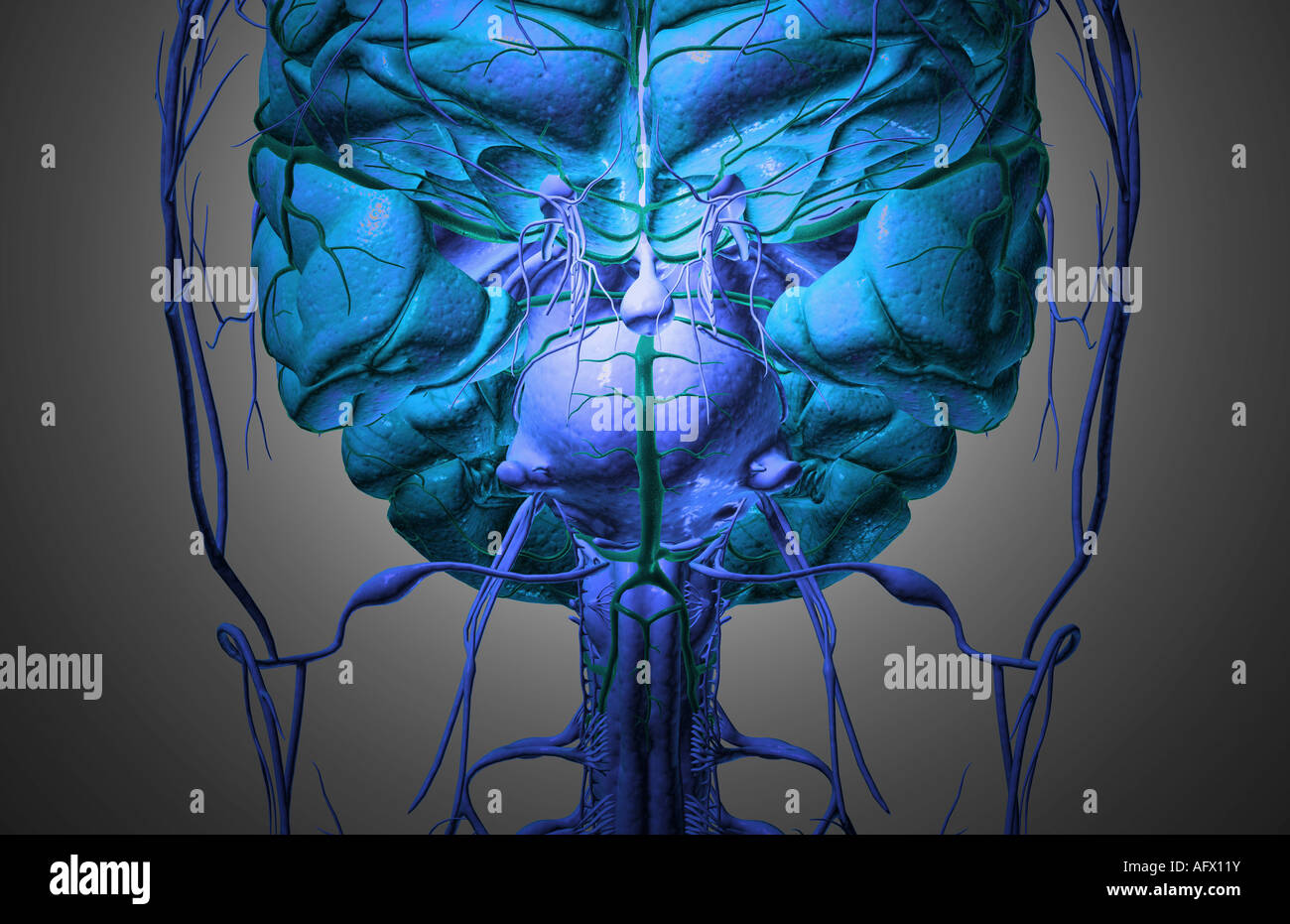 The brain and nerves of the head Stock Photo - Alamy