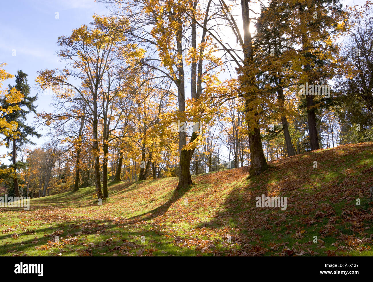 Trees in Bowen Park display autumn colors Nanaimo Vancouver Island ...