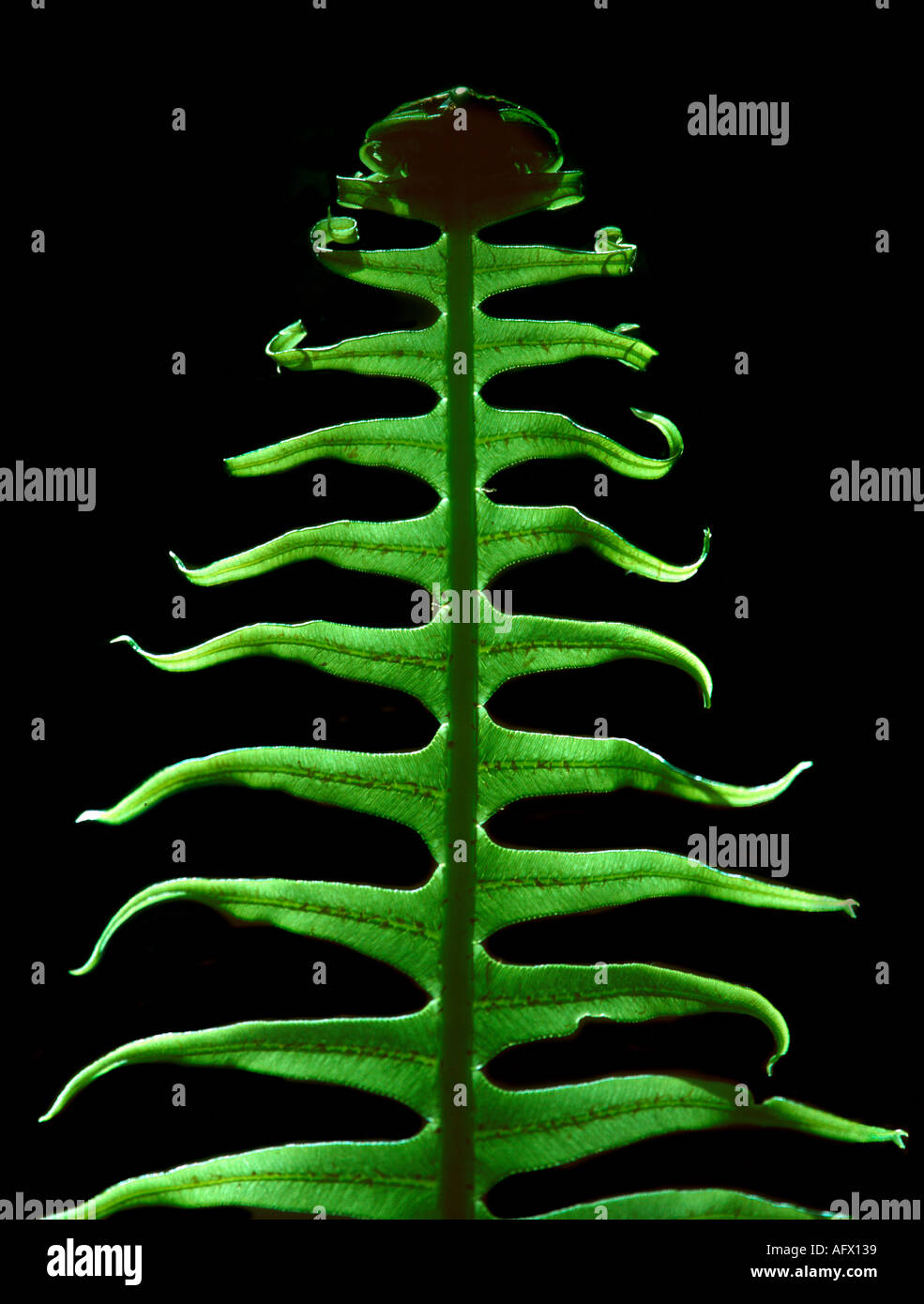 Triffid High Resolution Stock Photography and Images - Alamy