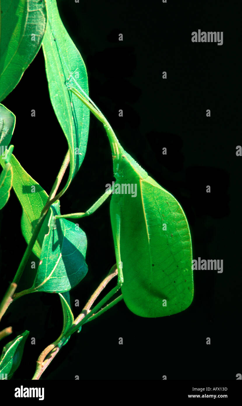 leaf me be Australian False Leaf Katydid Family TettigoniidaeNorthern ...