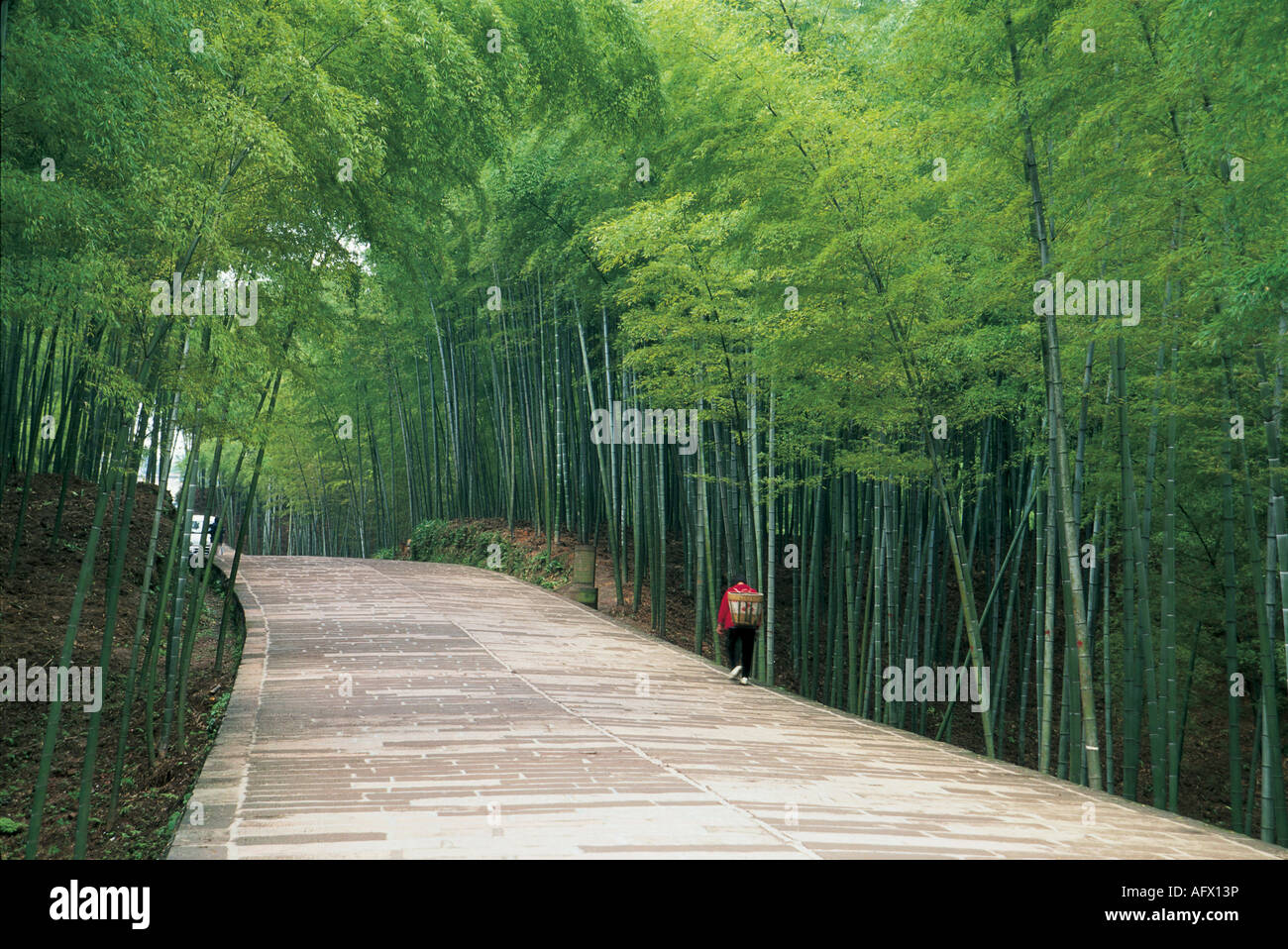 Pathway in Bamboo Forest Stock Photo - Alamy